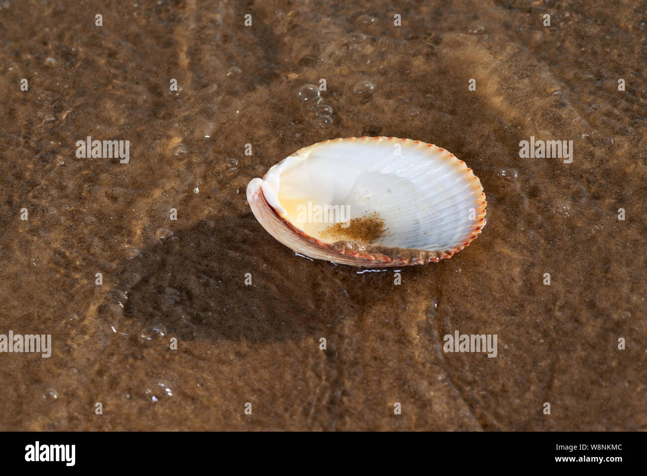 Scallop Shell on wet sand on the beach at sunrise. Pectinidae. Natural ...