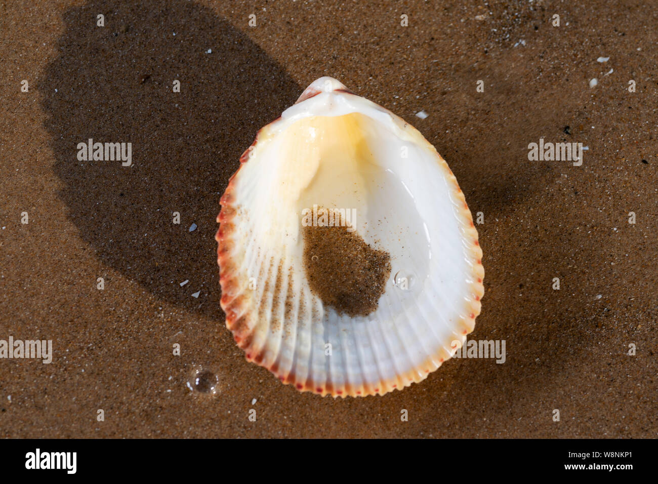 Scallop Shell on wet sand on the beach at sunrise. Pectinidae. Natural ...