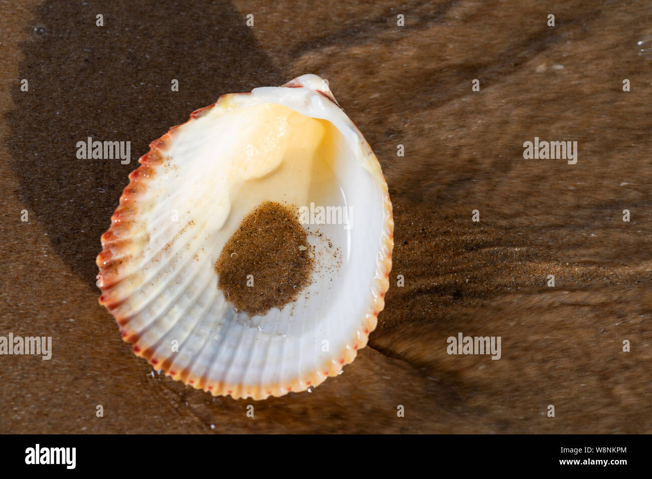 Scallop Shell on wet sand on the beach at sunrise. Pectinidae. Natural ...