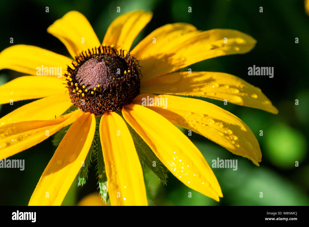 Yellow Coneflower flowering perennial plant from Asteraceae family ...
