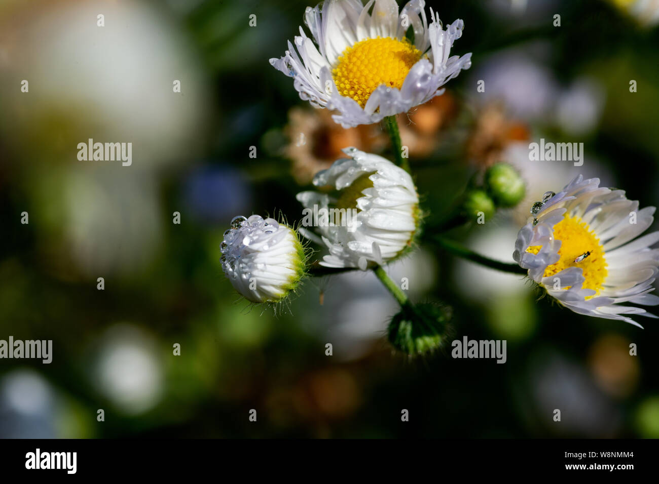 Blooming White Wild Daisy Flowers in the prairie field of the sanctuary ...