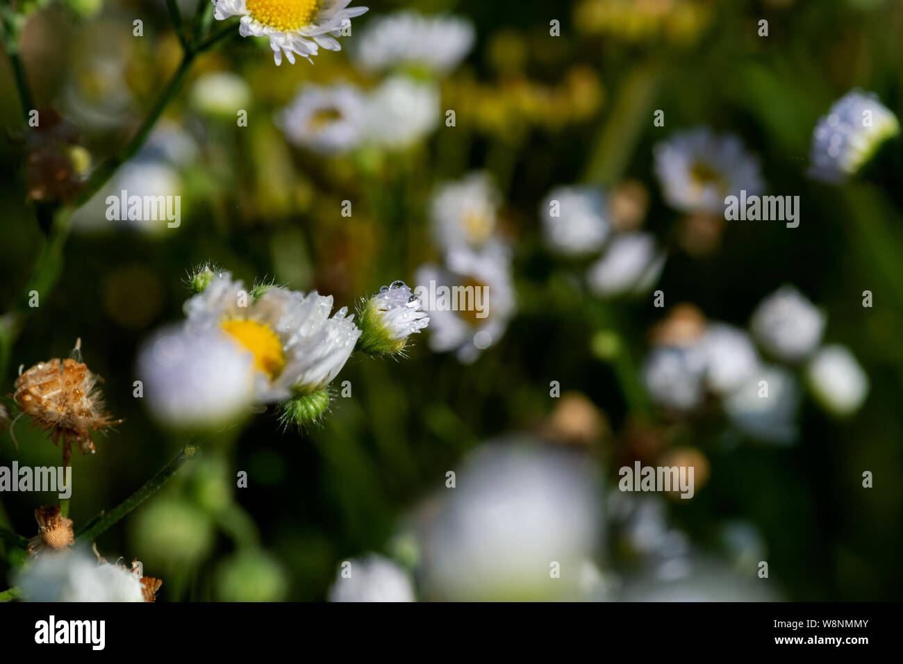 Blooming White Wild Daisy Flowers in the prairie field of the sanctuary ...