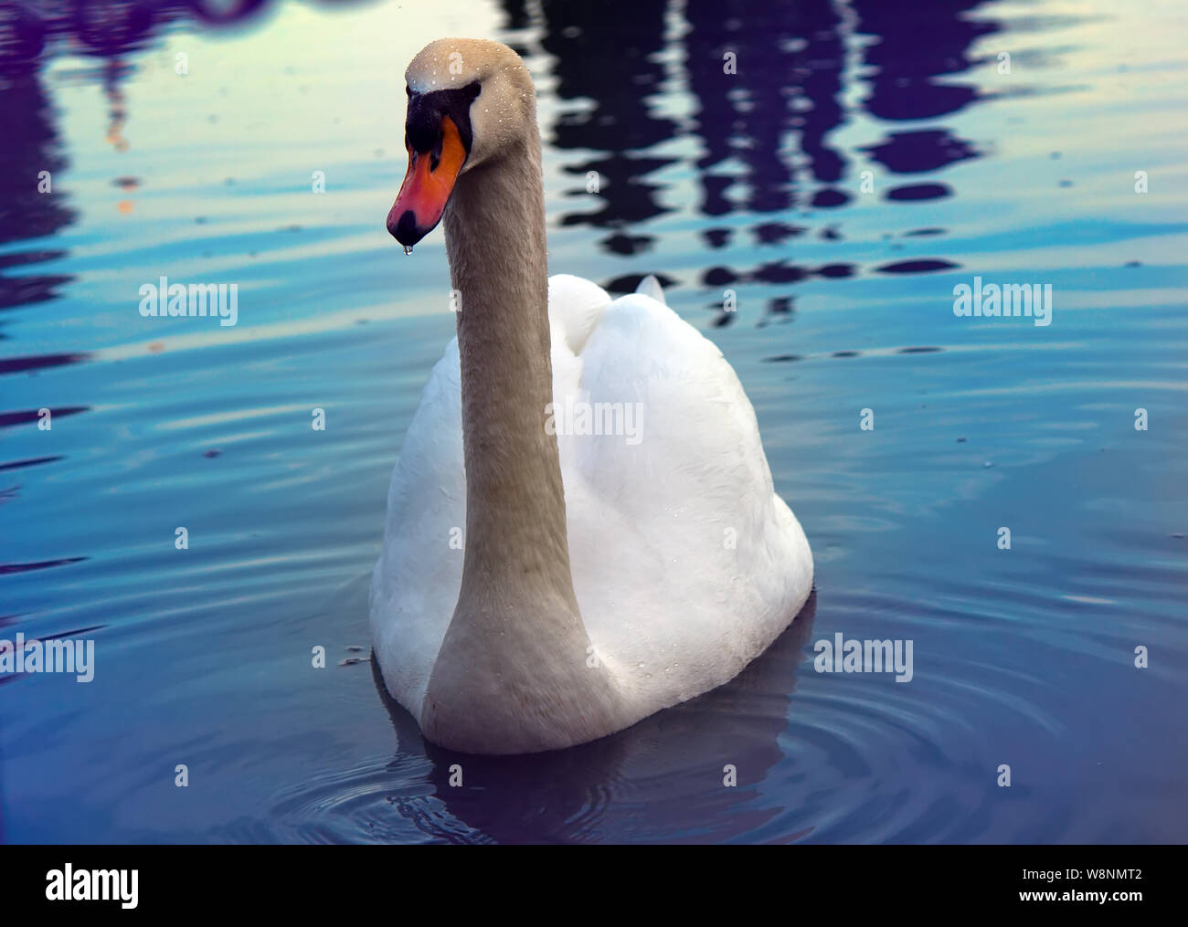 Mute Swan said most beautiful Regal bird because it effectively reveals ...