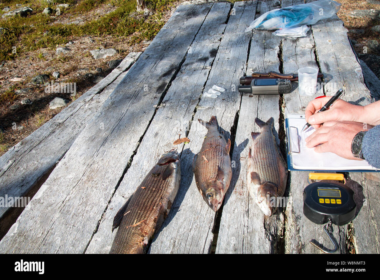 Ichthyological ichthyology hi-res stock photography and images - Alamy