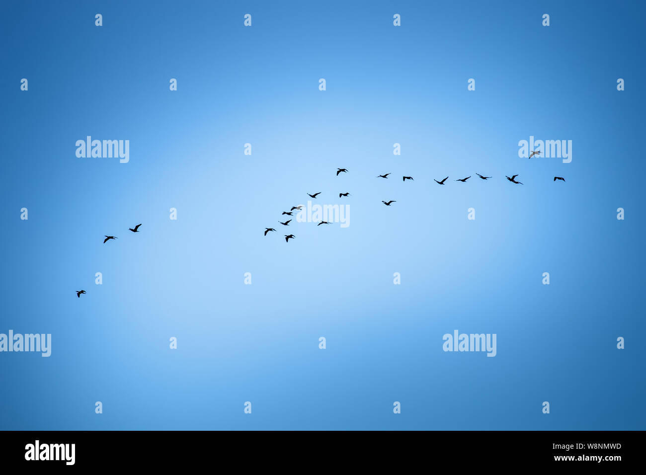 Flock of cormorants in sky, great cormorant (Phalacrocorax carbo ...