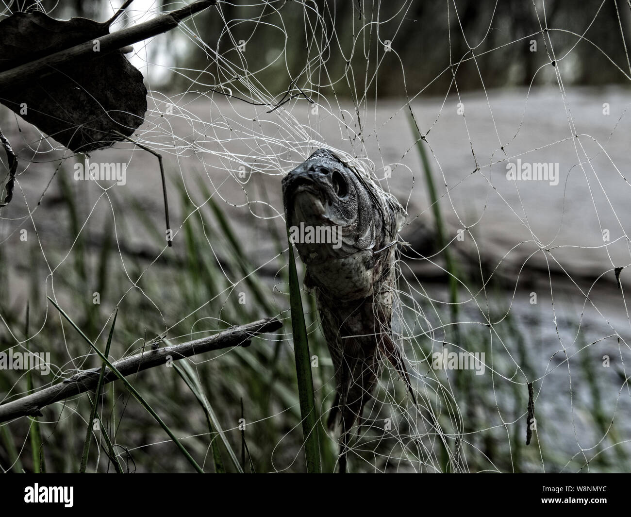 Forsaken net with dead fish after spring flood recession Stock Photo ...