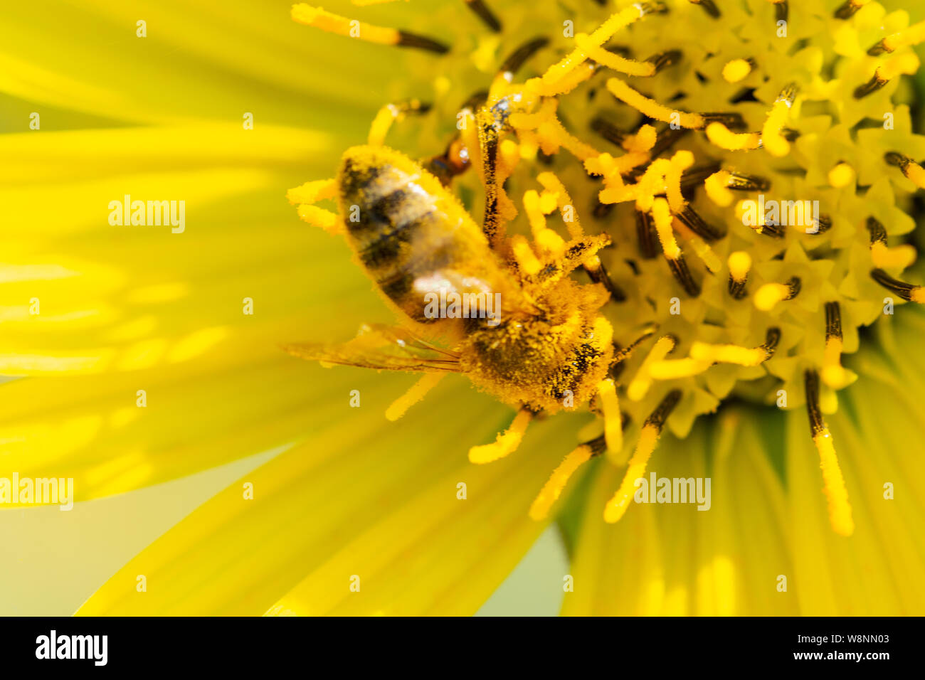 Honeybee pollinating on Yellow False Sunflower in prairie field ...