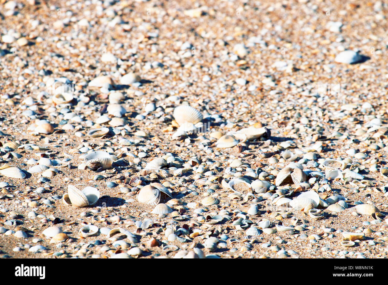 shell beach on the sea, coquina bed, cockle (Cardium Stock Photo - Alamy