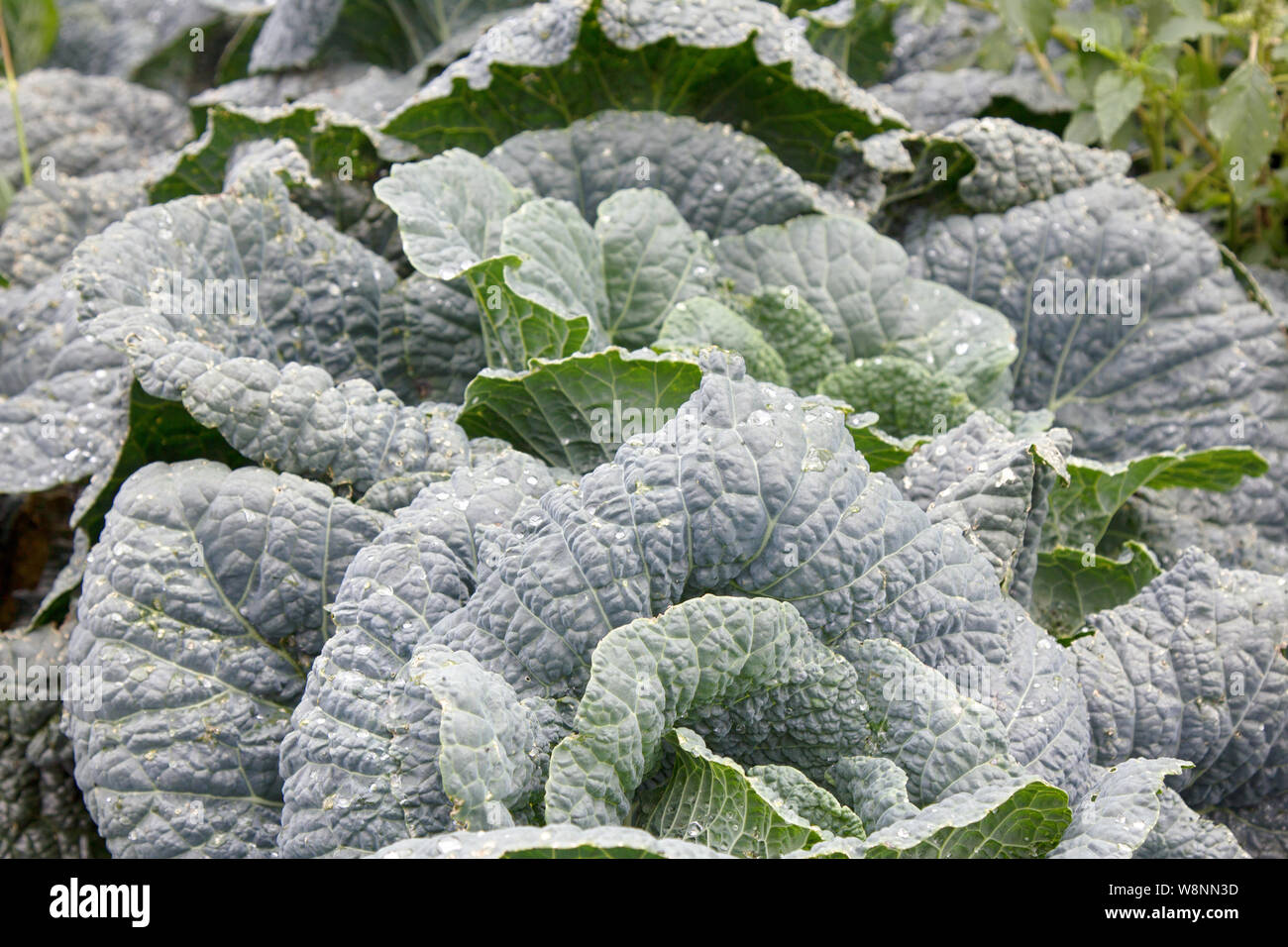 Cabbage in the garden, private farm - savoy cabbage after watering ...