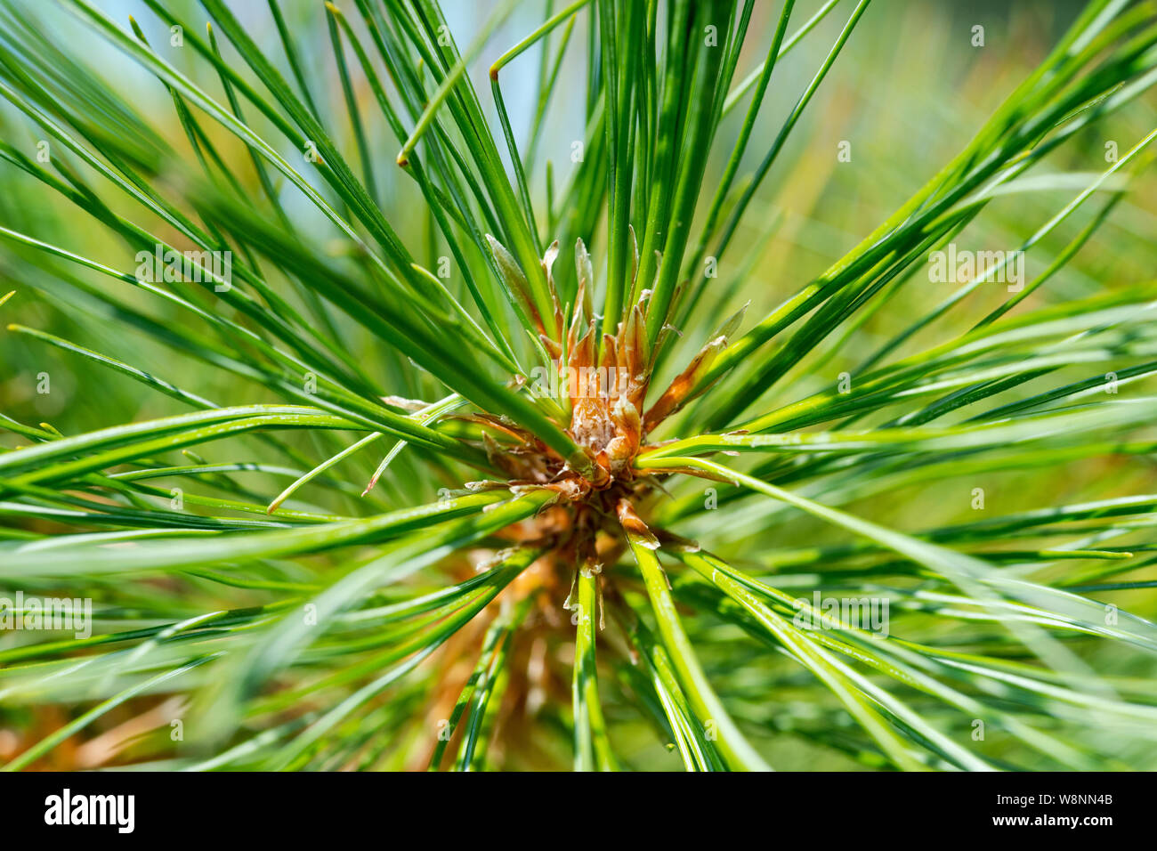 Pinus Resinosa Needles