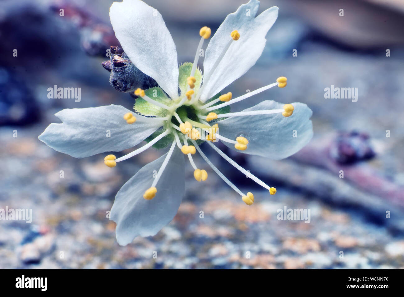 Enlarged flowers (even outwardly simple) look amazingly beautiful when ...