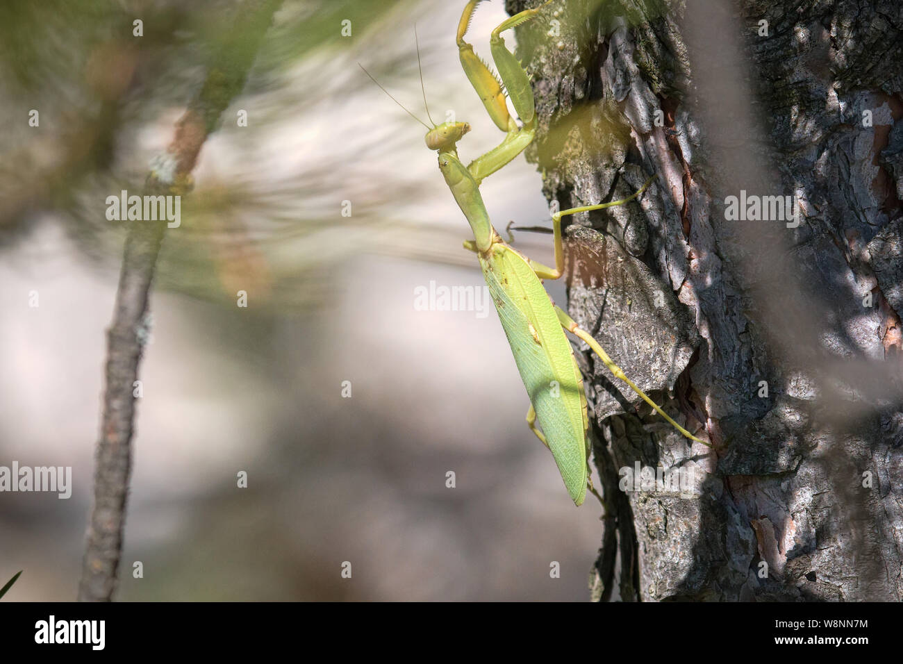 Strong female Praying mantis (Mantis religiosa) on trunk in bark of ...