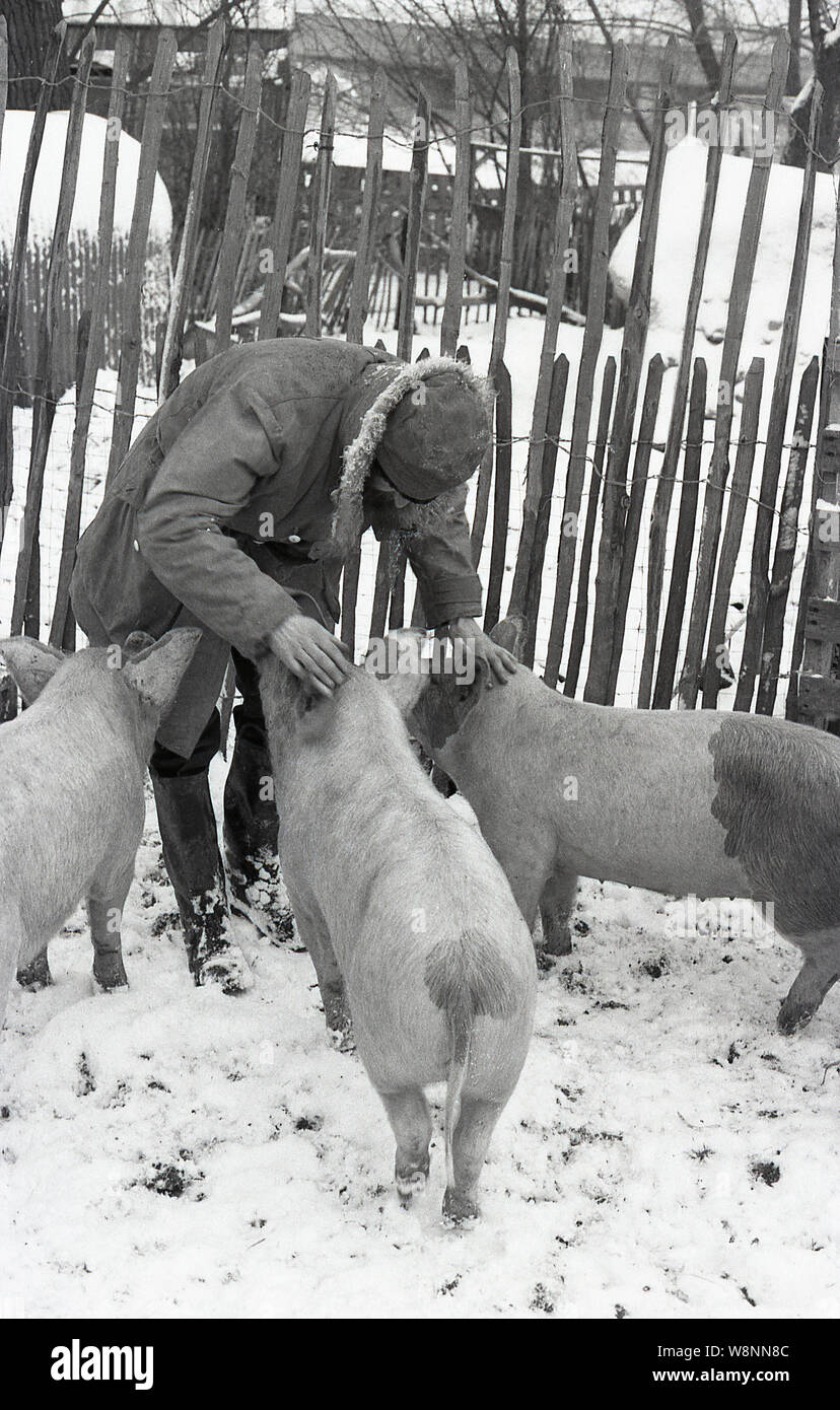 1970s, historical, wintertime and a visitor meeting some pigs at a ...