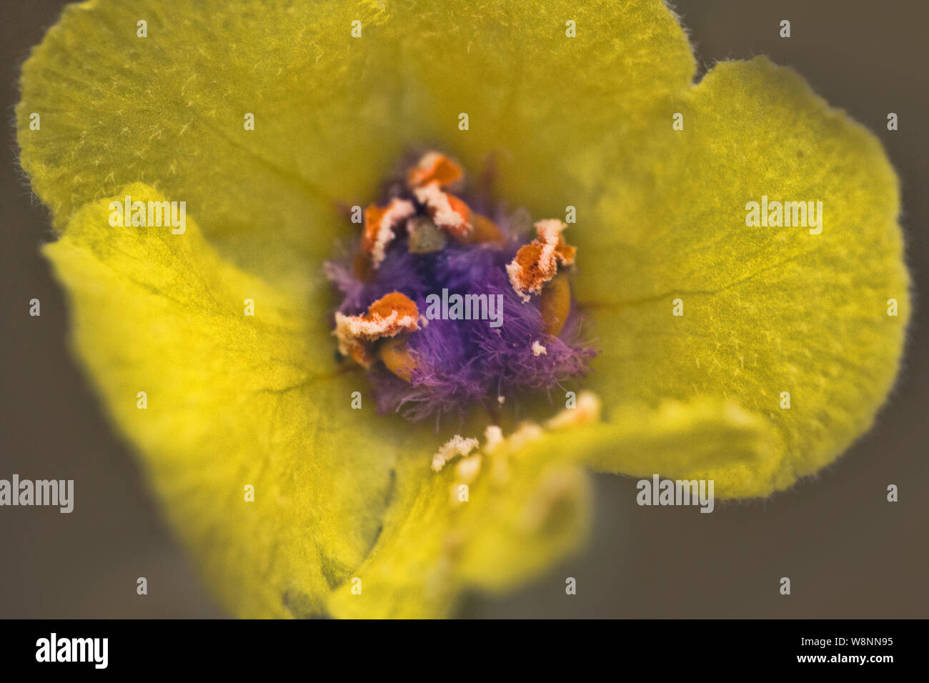Enlarged flowers (even outwardly simple) look amazingly beautiful when ...