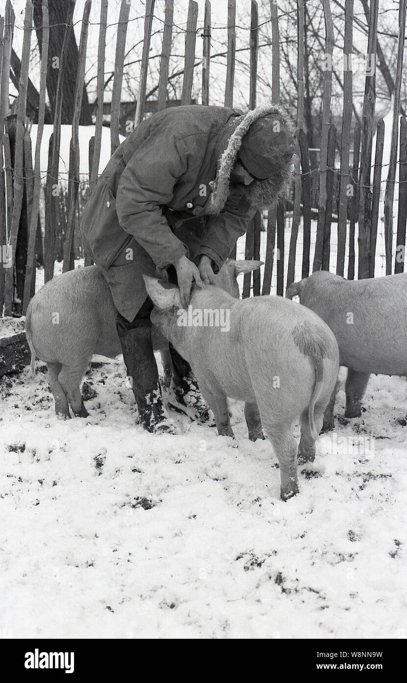 Farm pigs in snow hi-res stock photography and images - Alamy