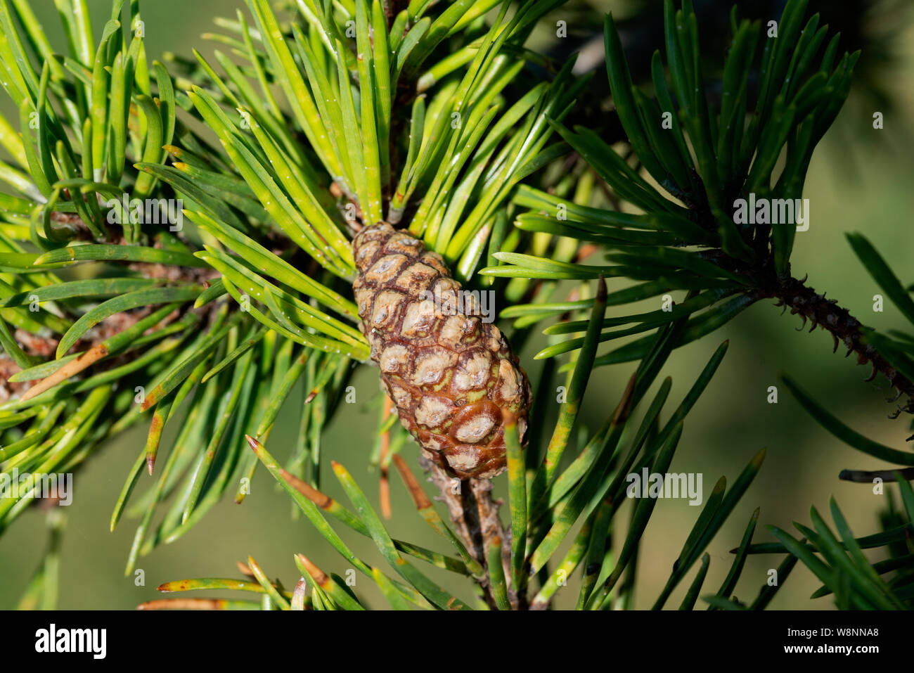 Red Pine Tree with small seed cones at a sunny summer day. Pinus ...