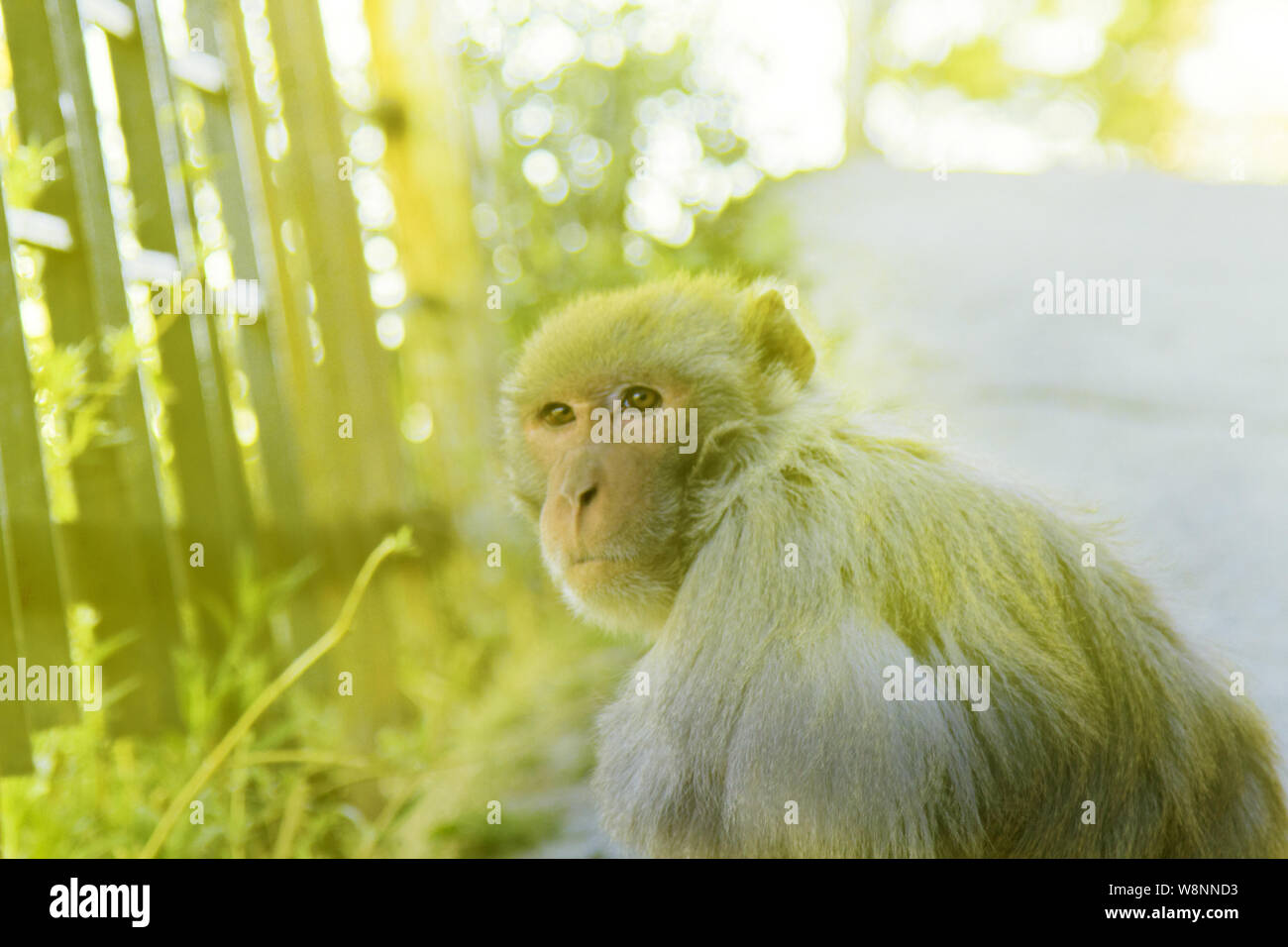 Portrait of old wise rhesus macaque (Macaca mulatto) in a green style ...