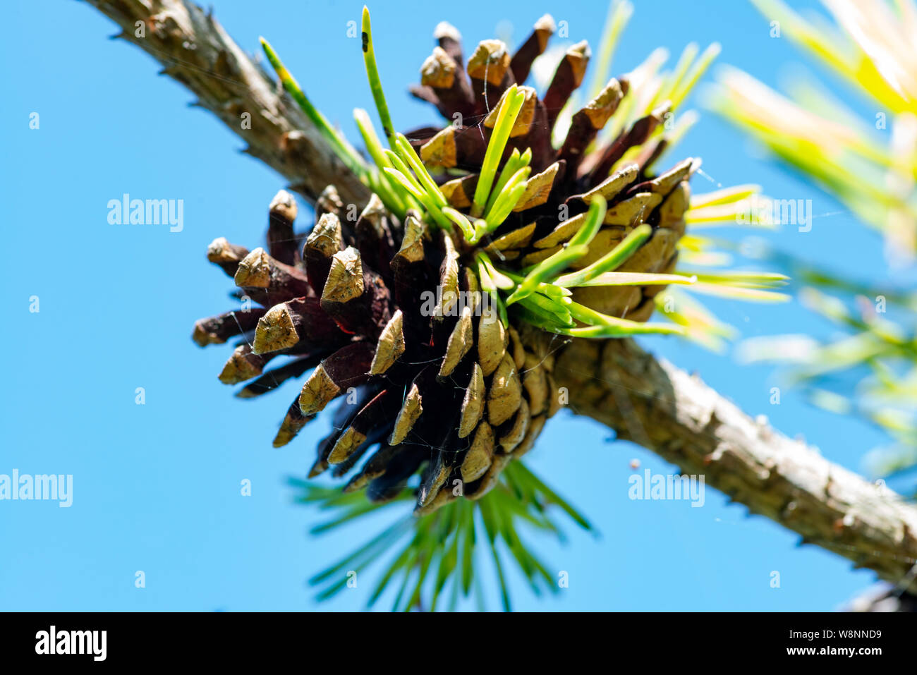 Red Pine Fruit