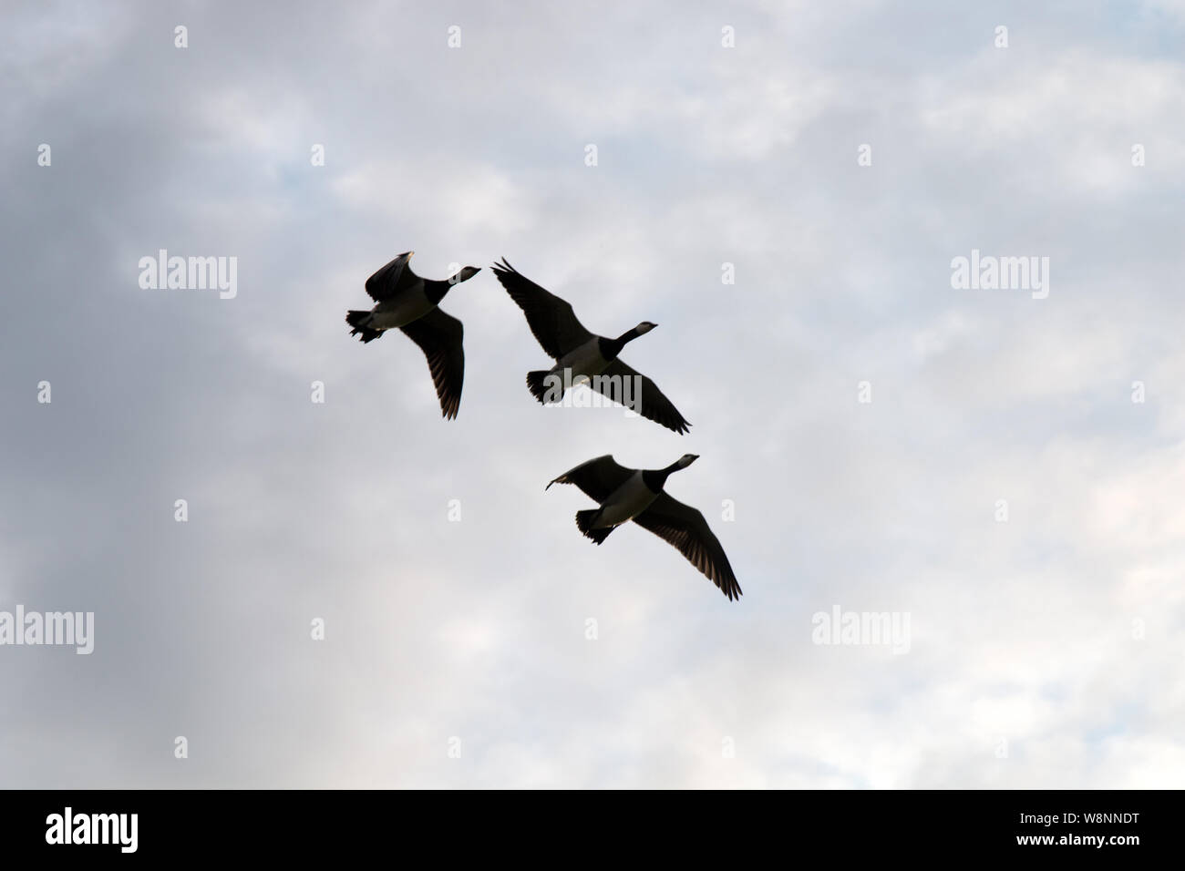 Migratory geese against the sky. Seasonal migration of birds Stock ...