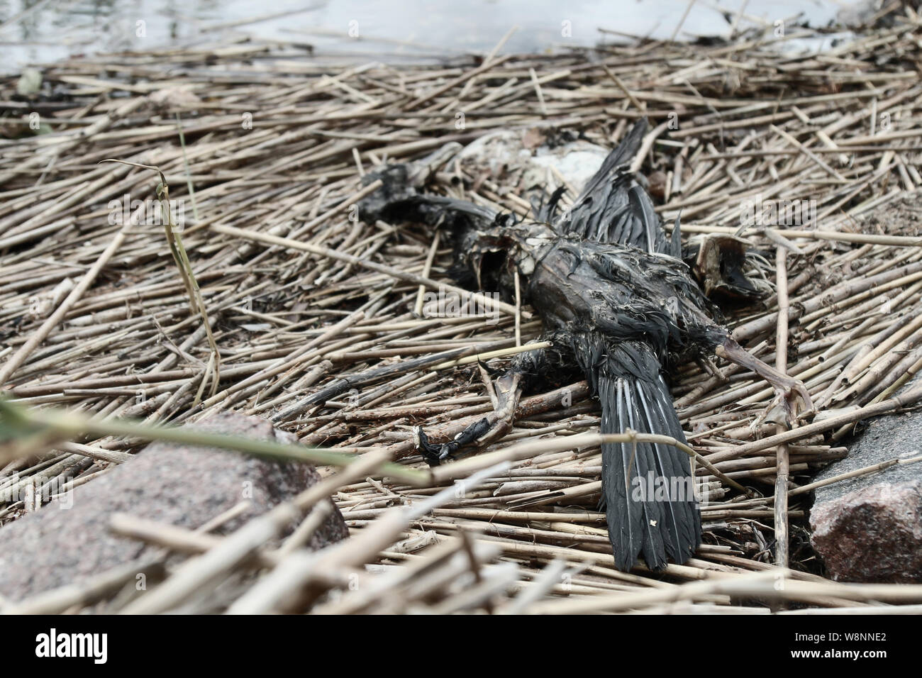 The corpse of a black bird can be a little intimidating as denizen of ...