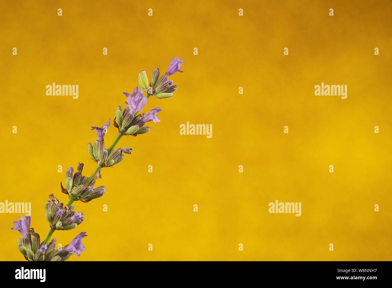 Fresh flower of lavender, top view on gold background Stock Photo - Alamy