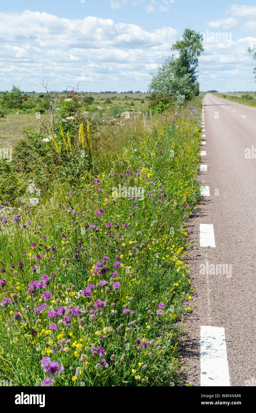 Road side with beautiful blossom summer flowers by a road across the ...