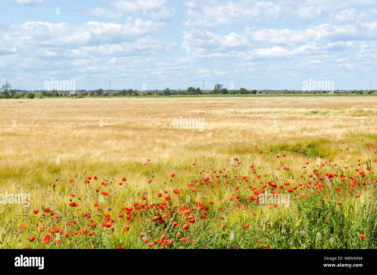 Red blossom poppies in a farmers field in the World Heritage ...