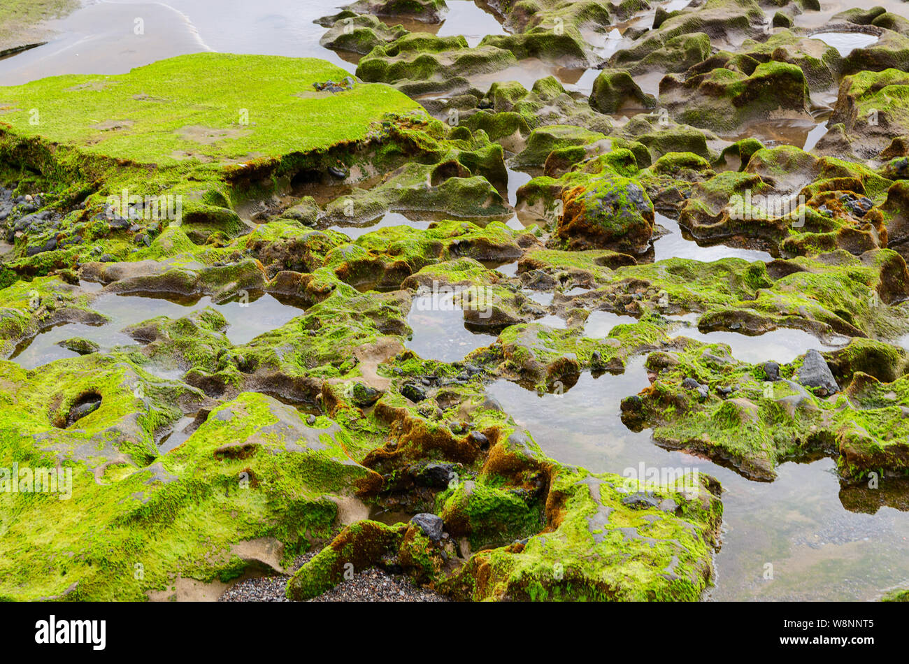 Mossy rocks on the sea cost for texture or background Stock Photo - Alamy