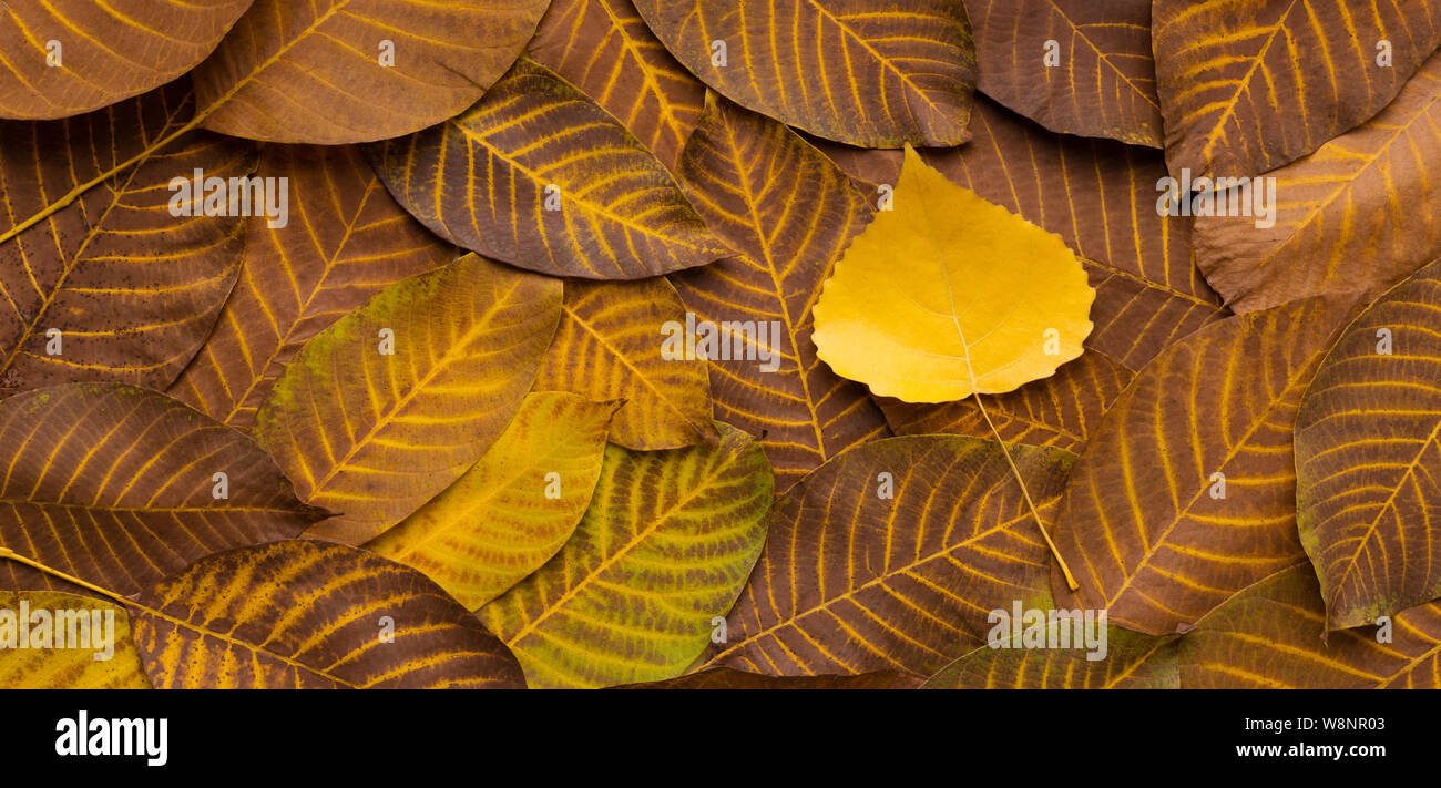 Gold leaf covered bronze hi-res stock photography and images - Alamy