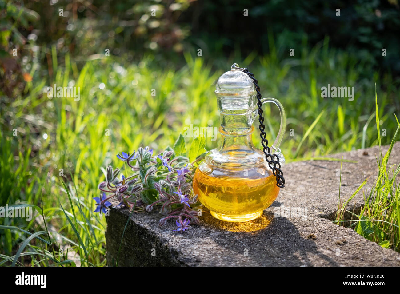 A bottle of borage oil with blooming plant, photographed in a garden ...