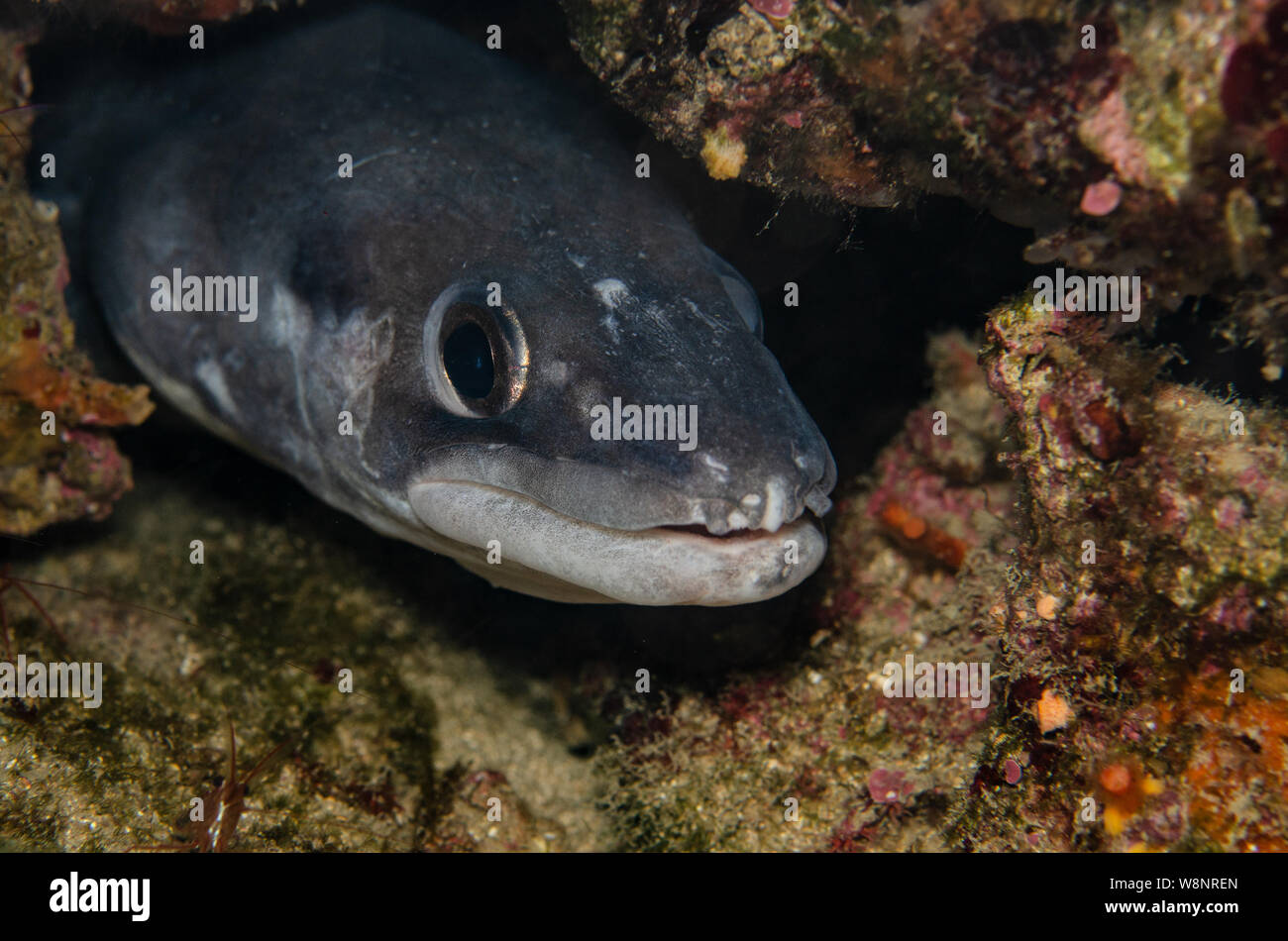 European conger, Conger conger, Congridae, Tor Paterno Marine Protected ...