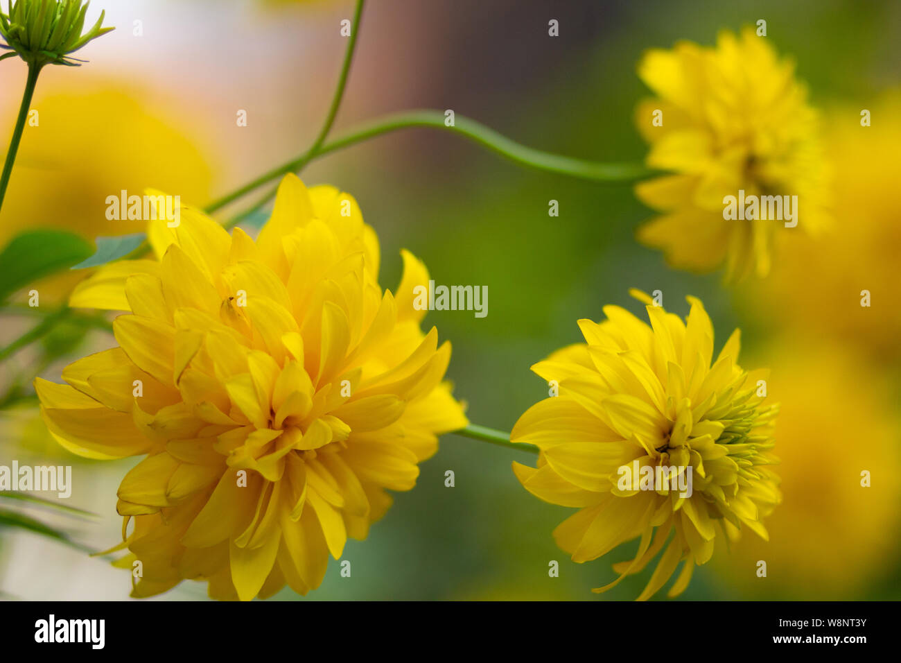 Tagetes erecta or Mexican marigold in the flower bed Stock Photo - Alamy