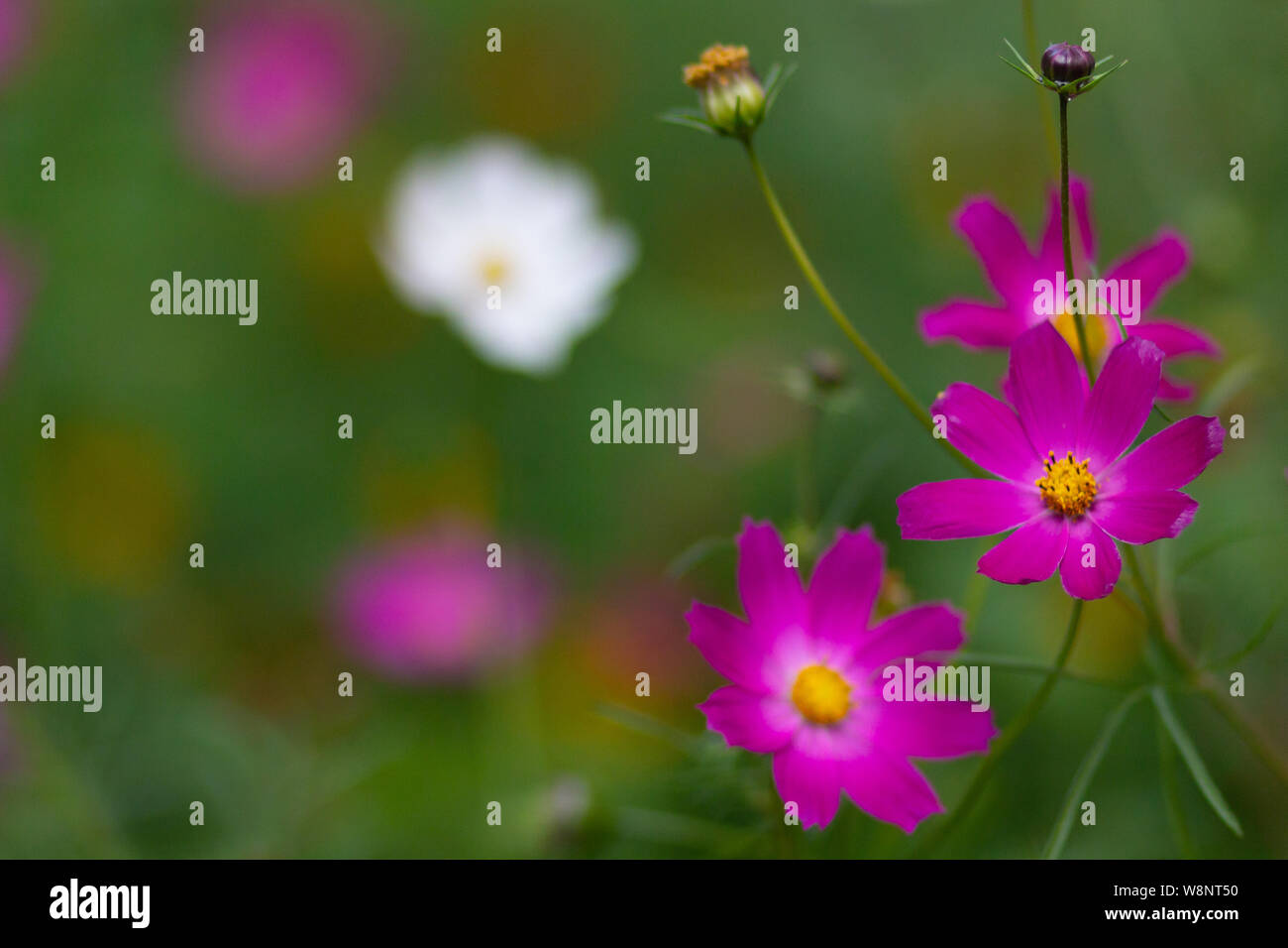 Cosmos bipinnatus or garden cosmos or Mexican aster in the flower bed ...
