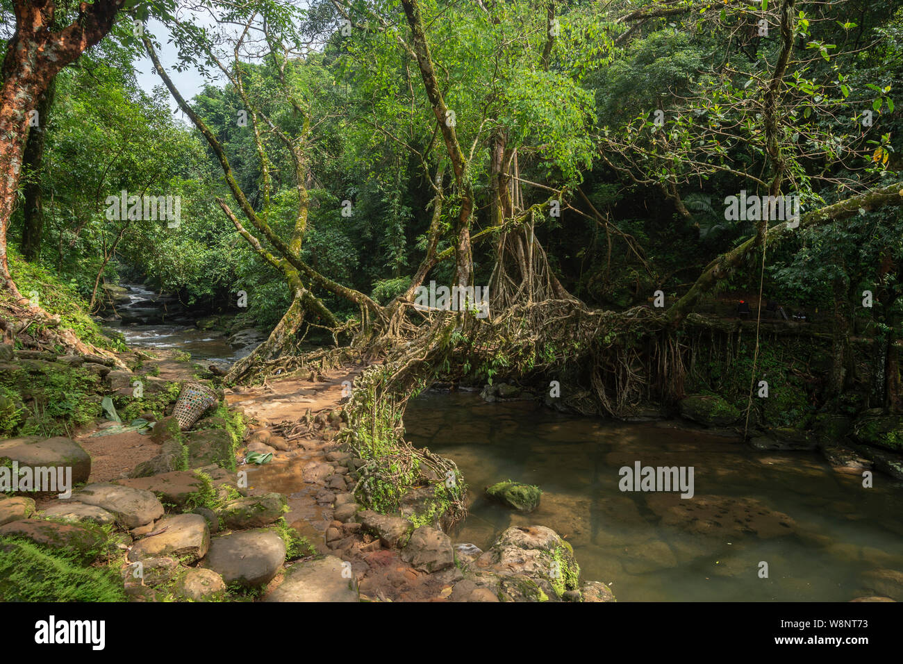 world famous living root bridge,Meghalaya,India Stock Photo - Alamy