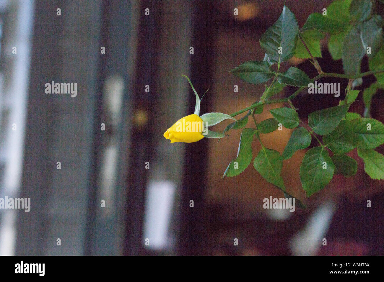 Bud of yellow rose with the vintage processing with camera noises Stock ...