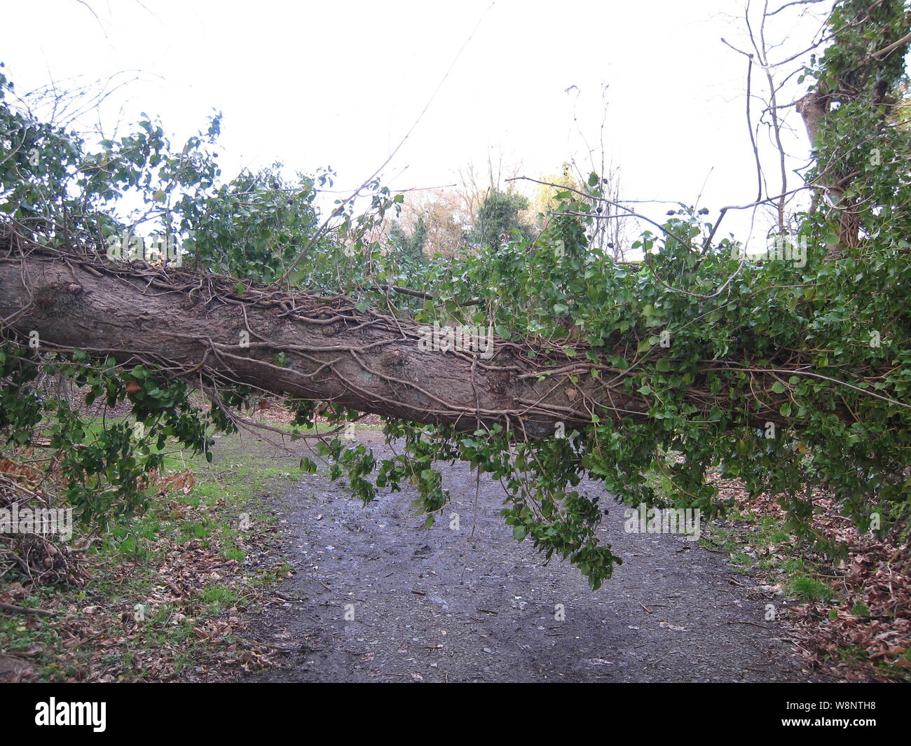 fallen tree barring a path Stock Photo - Alamy