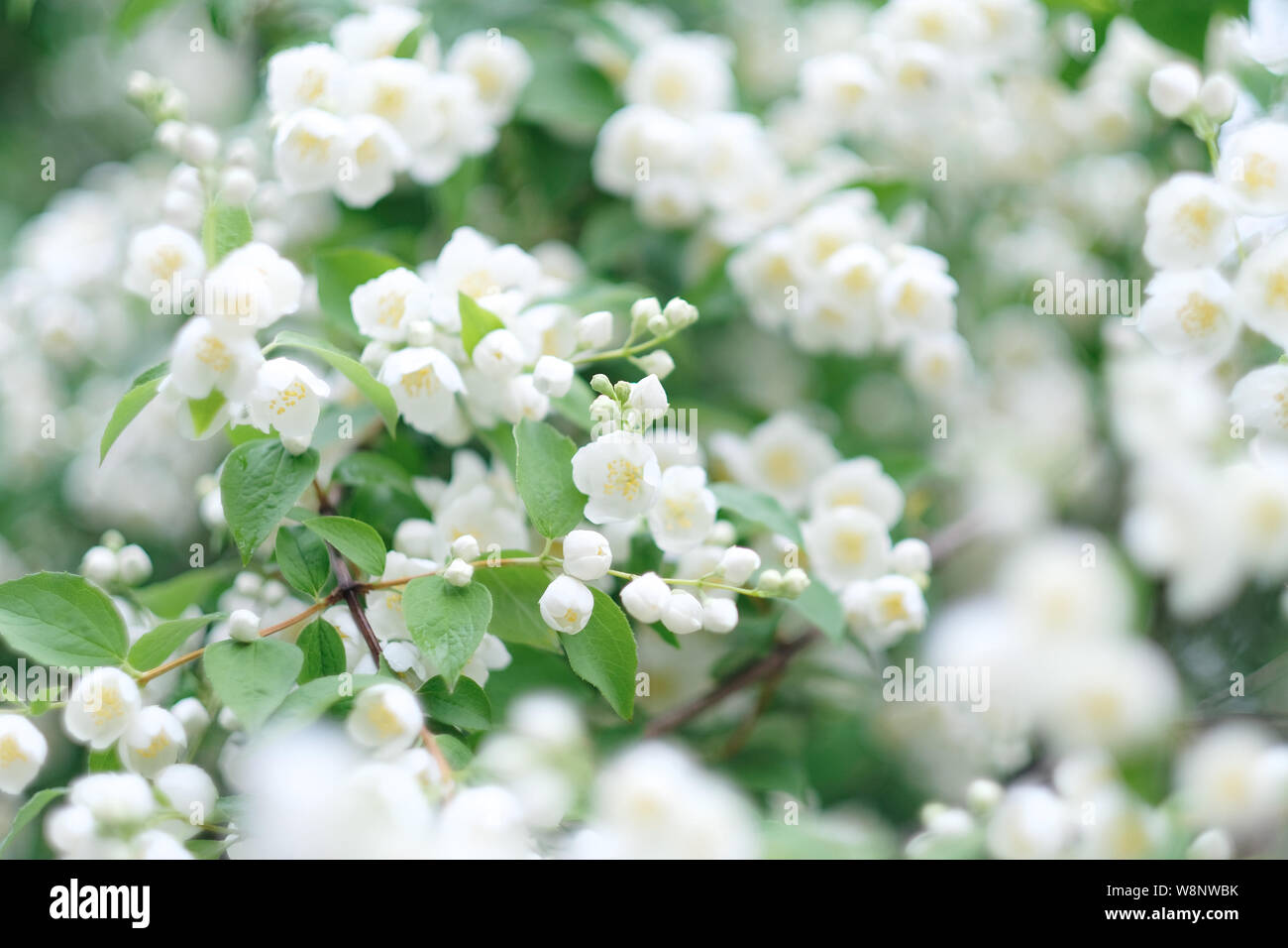 Philadelphos hi-res stock photography and images - Alamy