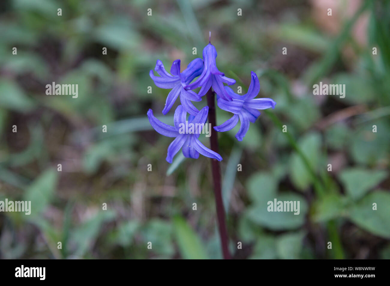 little blue flower Stock Photo - Alamy