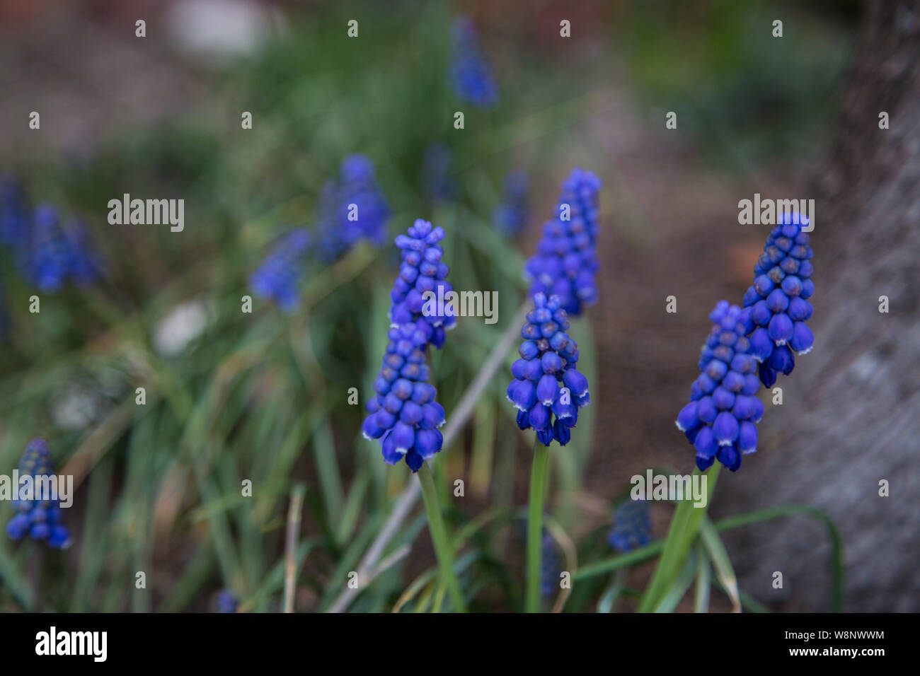 little blue flower Stock Photo - Alamy