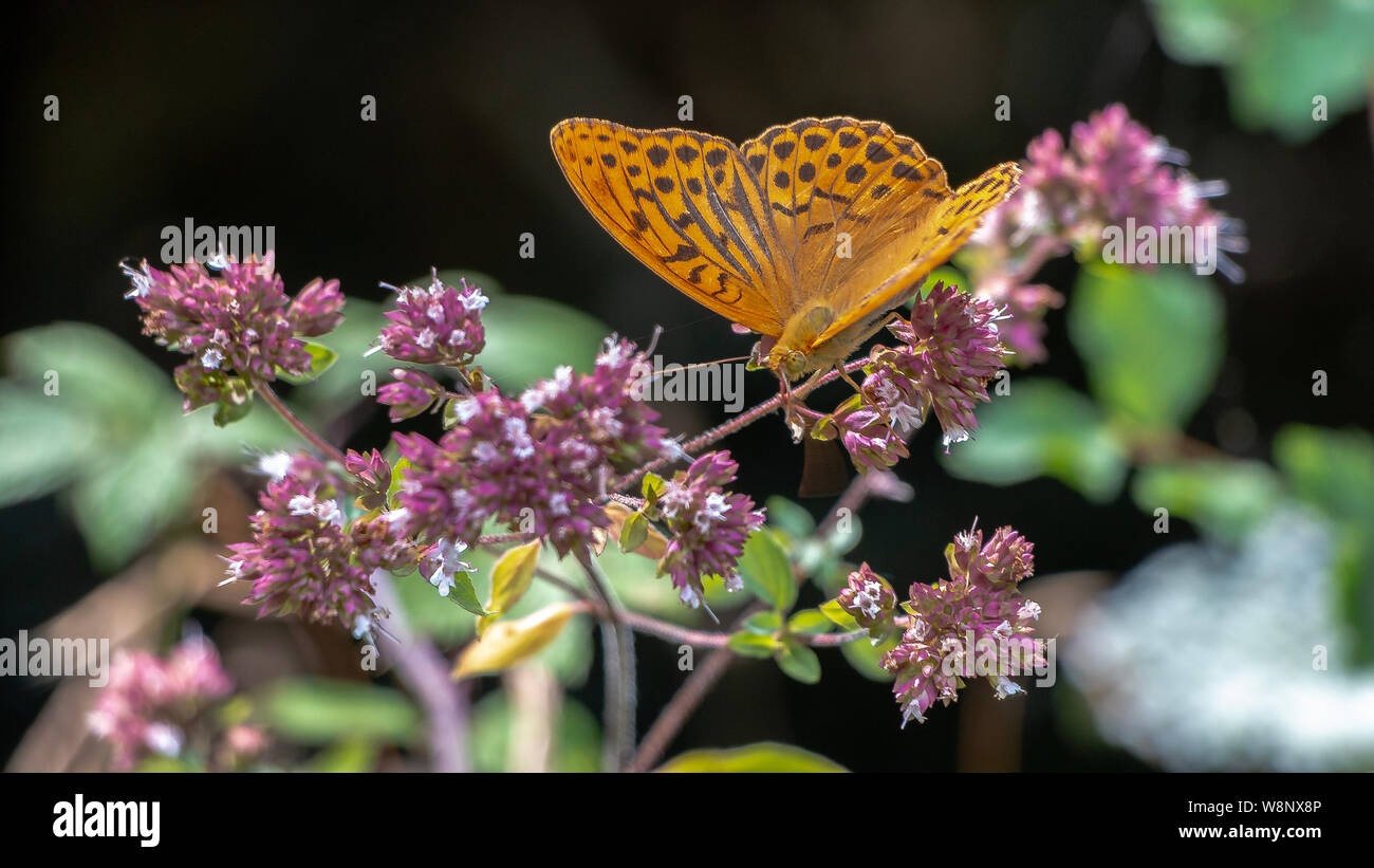 The buterfly hi-res stock photography and images - Alamy