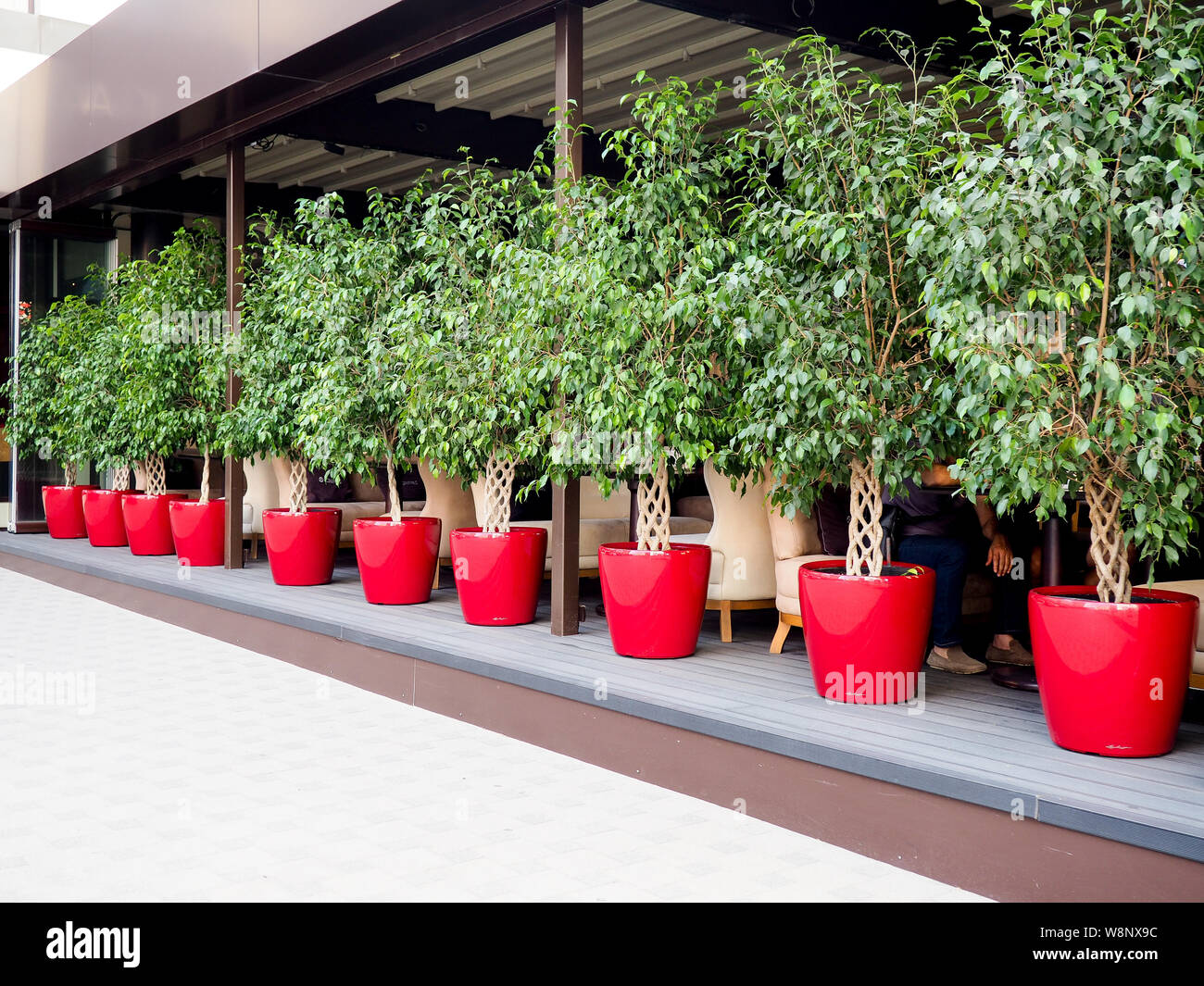 Ficus benjamin hi-res stock photography and images - Alamy