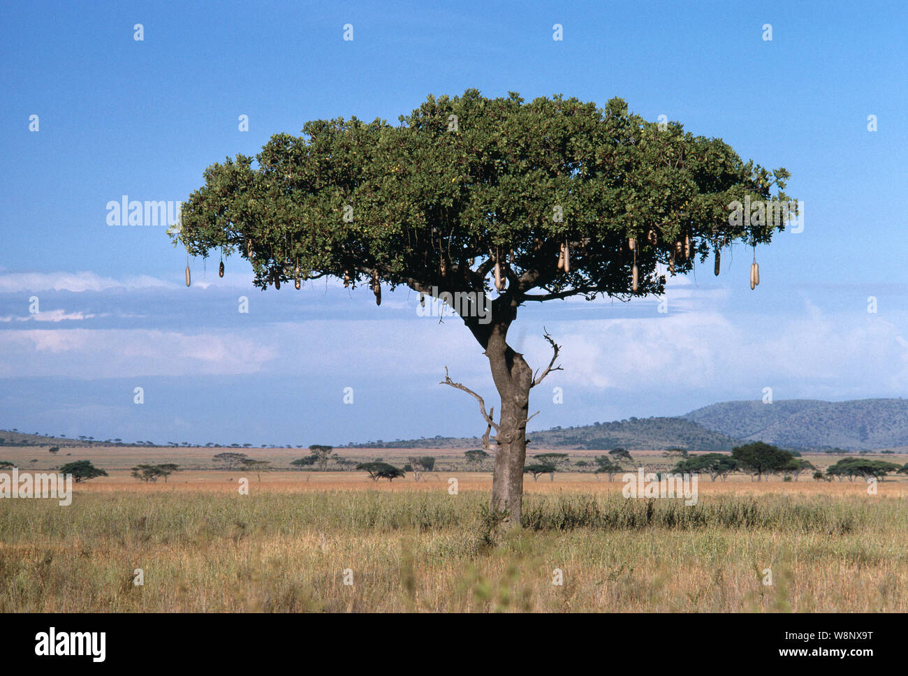 SAUSAGE TREE Tanzania Kigelia africana. Savanah tree, dangling fruiting ...