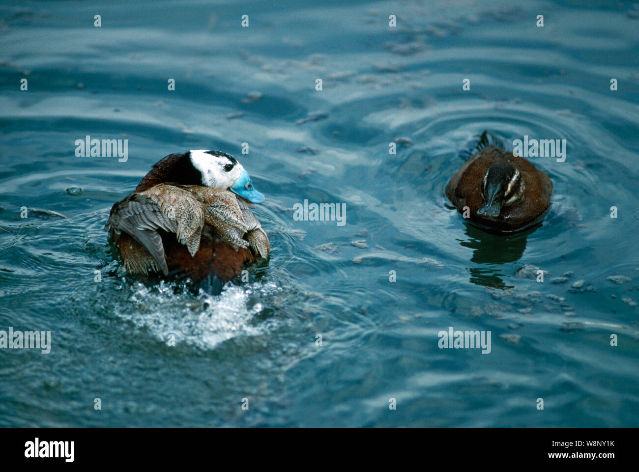 Facing Sideways High Resolution Stock Photography and Images - Alamy