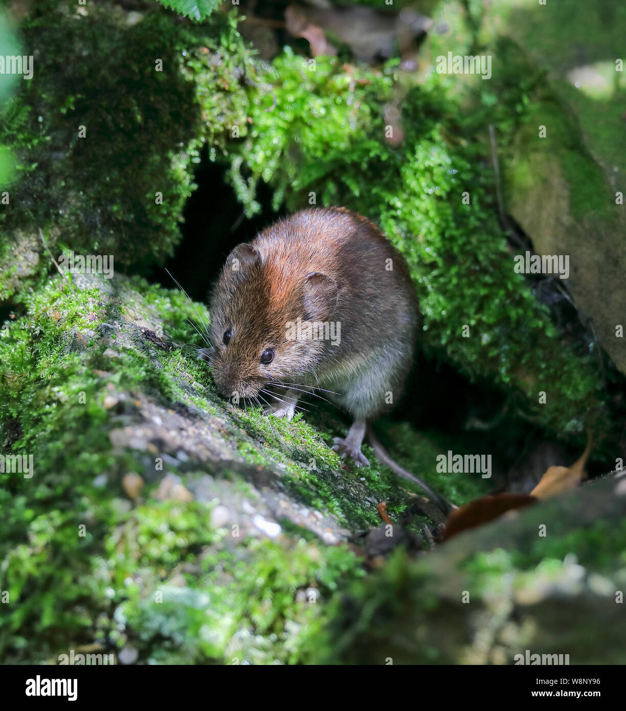Bank Vole (Myodes glareolus Stock Photo - Alamy