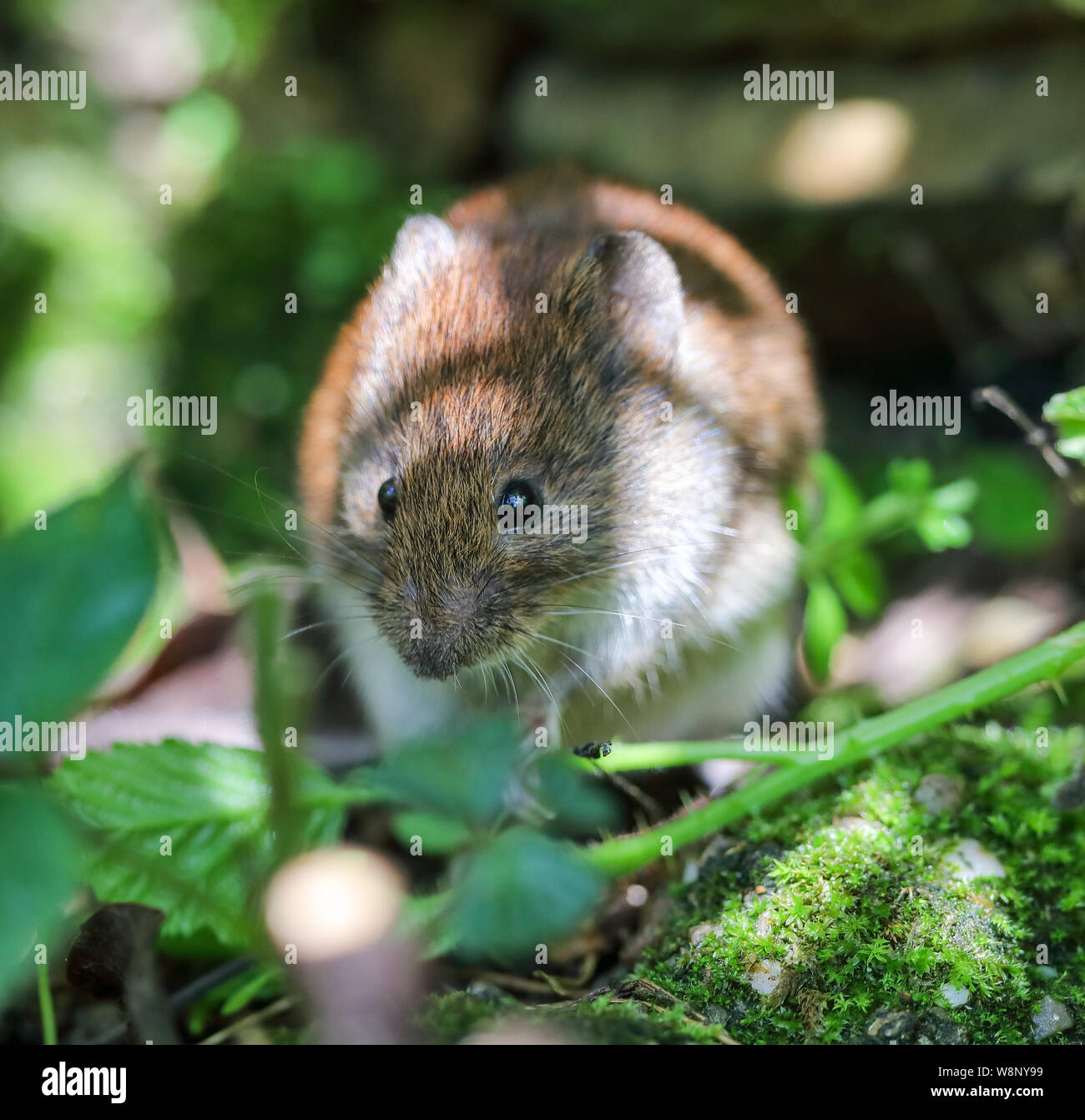 Bank Vole (Myodes glareolus Stock Photo - Alamy