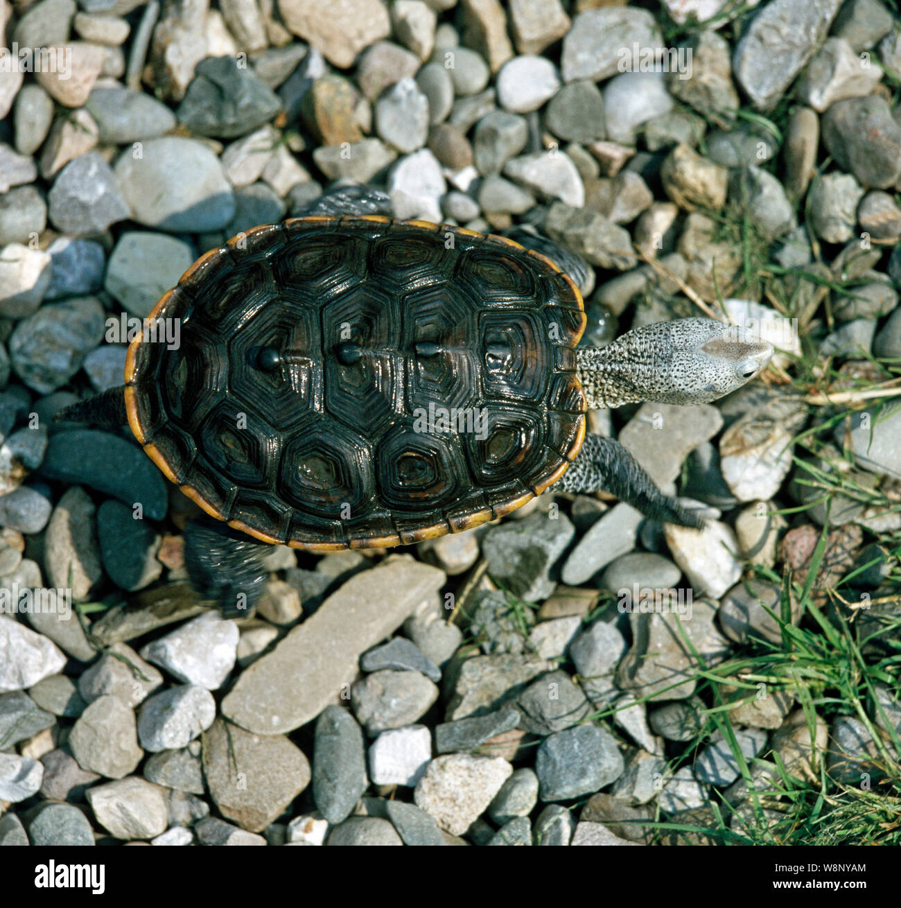 DIAMONDBACK TERRAPIN (Malaclemys terrapin). Dorsal view of carapace, or ...