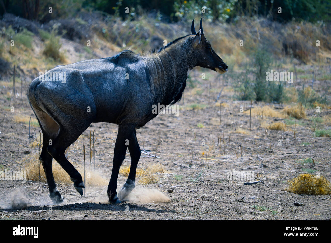 Bird flying on cow hi-res stock photography and images - Alamy