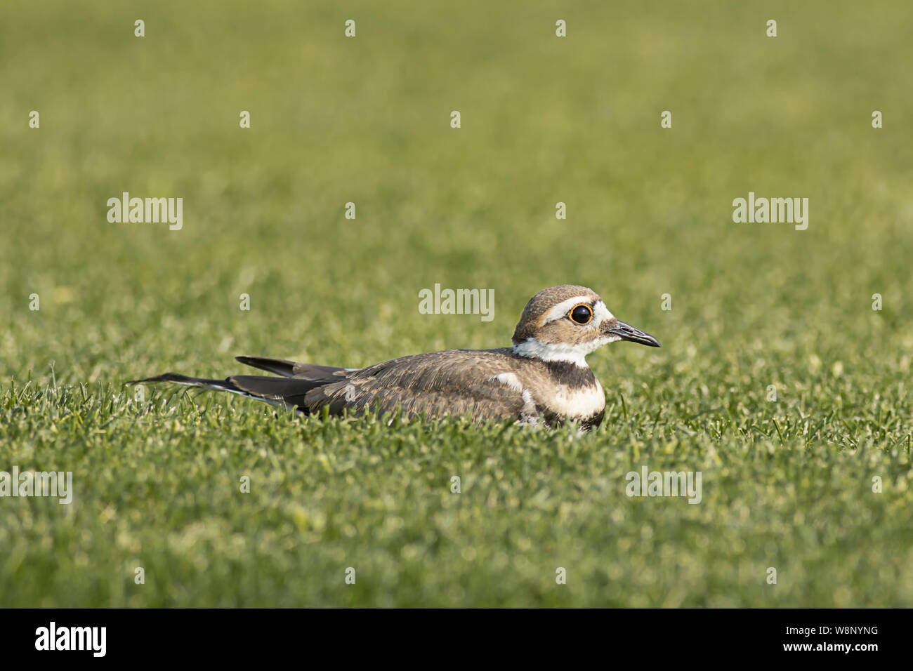 Killdeer bird hi-res stock photography and images - Alamy
