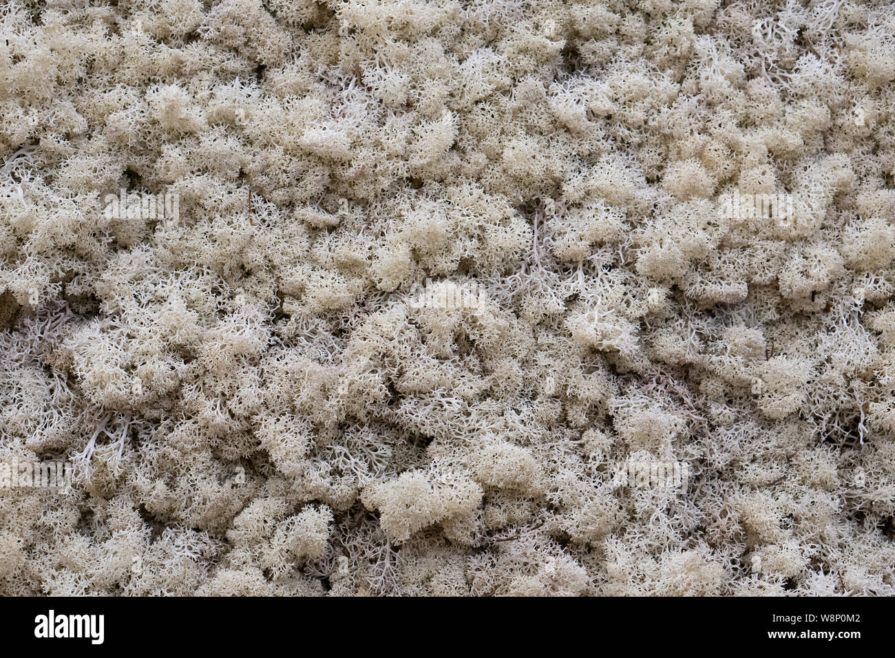 Interesting structure of Icelandic moss Stock Photo - Alamy