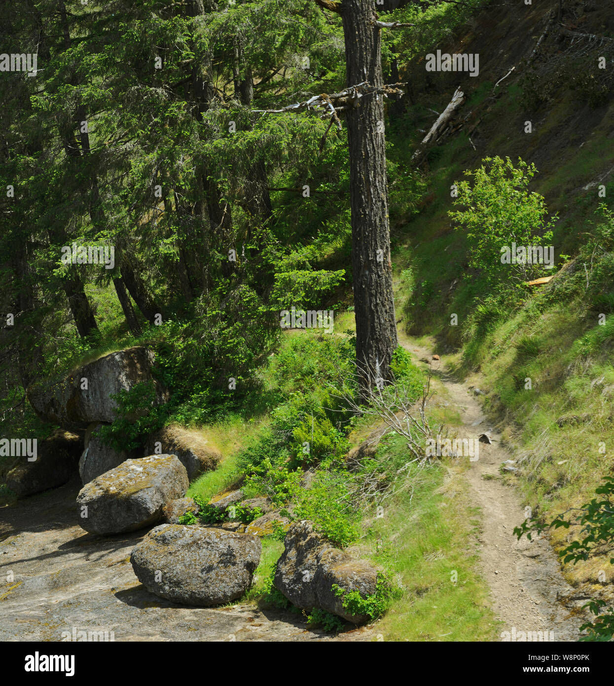 OR: Douglas County, Cascades Range, Umpqua National Forest, Wolf Creek ...